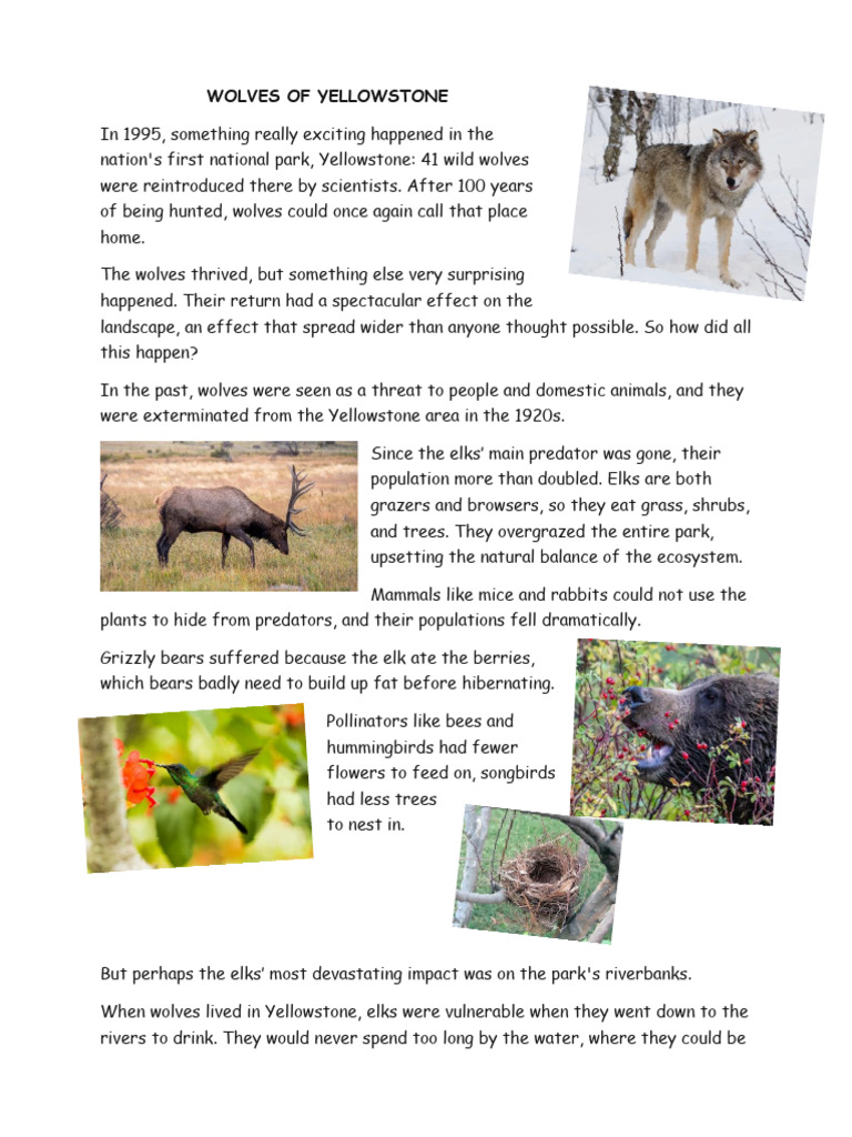 WOLVES OF YELLOWSTONE (1) | PDF | Grizzly Bear | Yellowstone National Park