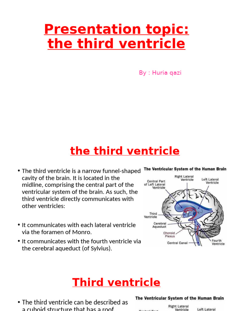 Anatomy and Function of the Third Ventricle | PDF
