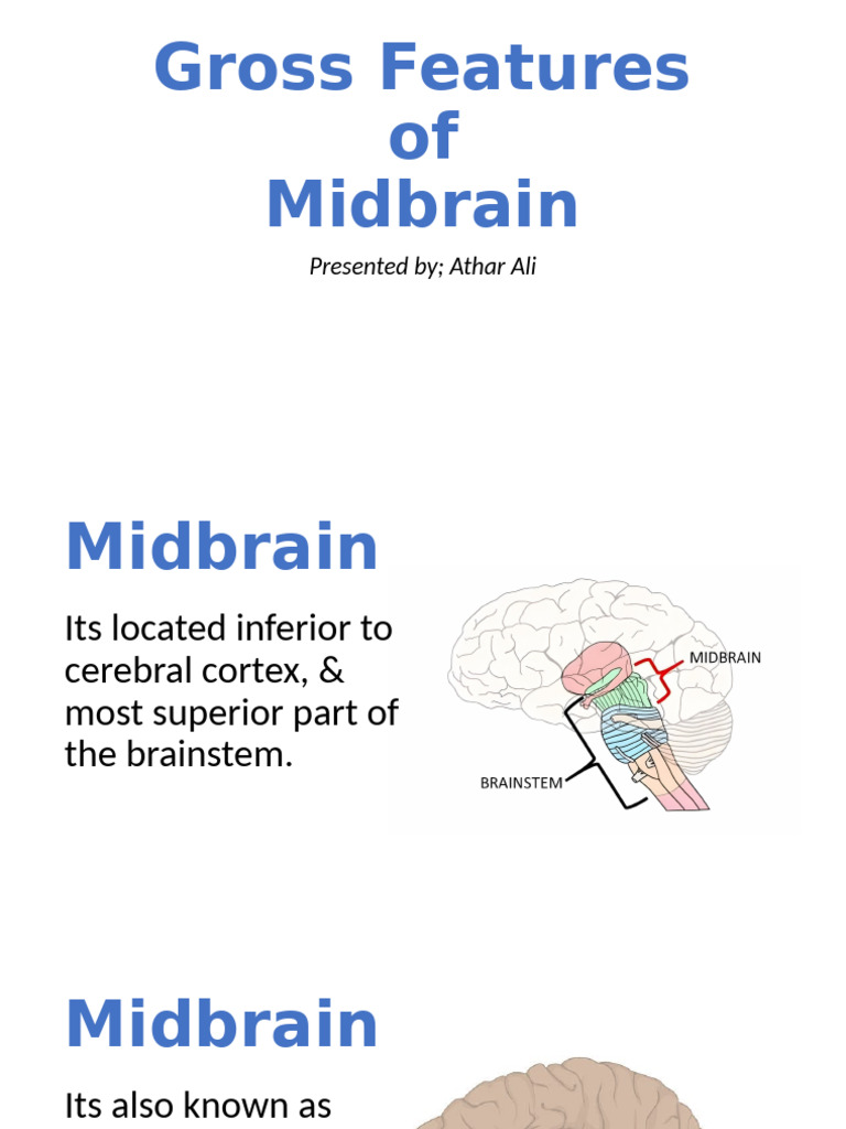 Overview of Midbrain Anatomy | PDF | Home & Garden | Science & Mathematics