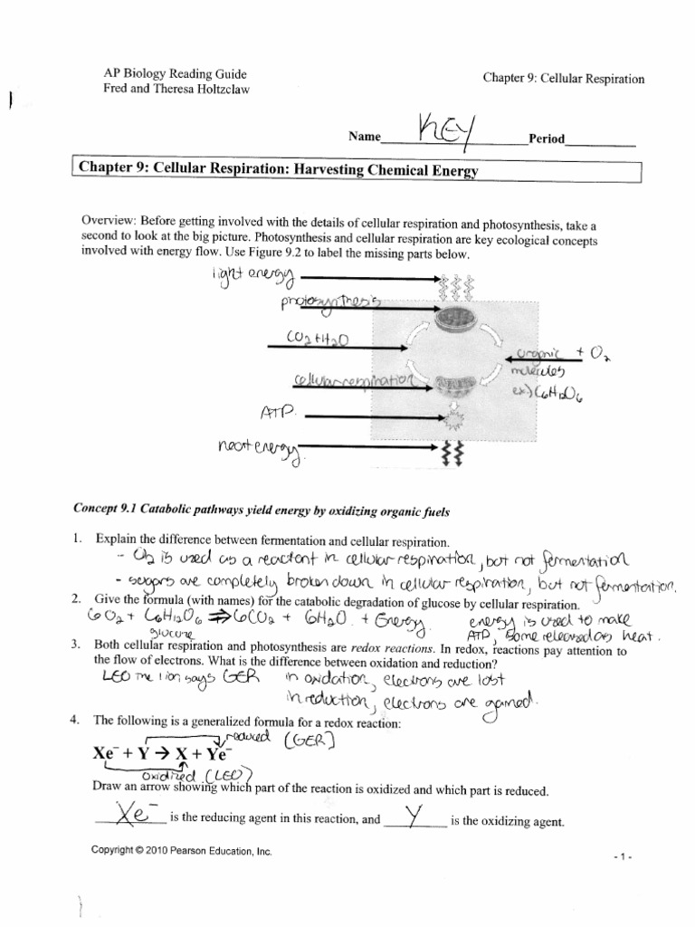 Cellular Resp Reading Guide - Key | PDF