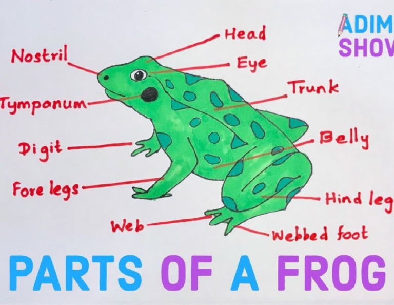 Partsof Frog | PDF