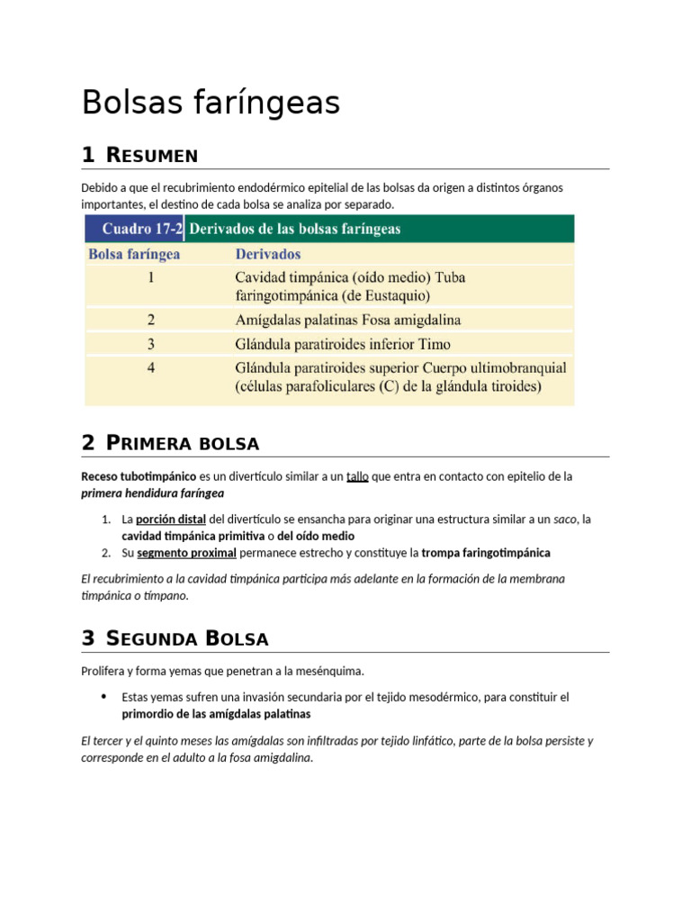 Bolsas Faríngeas y Hendiduras Faríngeas | PDF | Epitelio | Tiroides