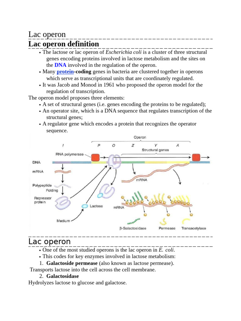 Lac Operon | PDF | Operon | Repressor