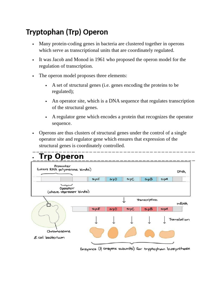 Tryptophan | PDF | Operon | Repressor