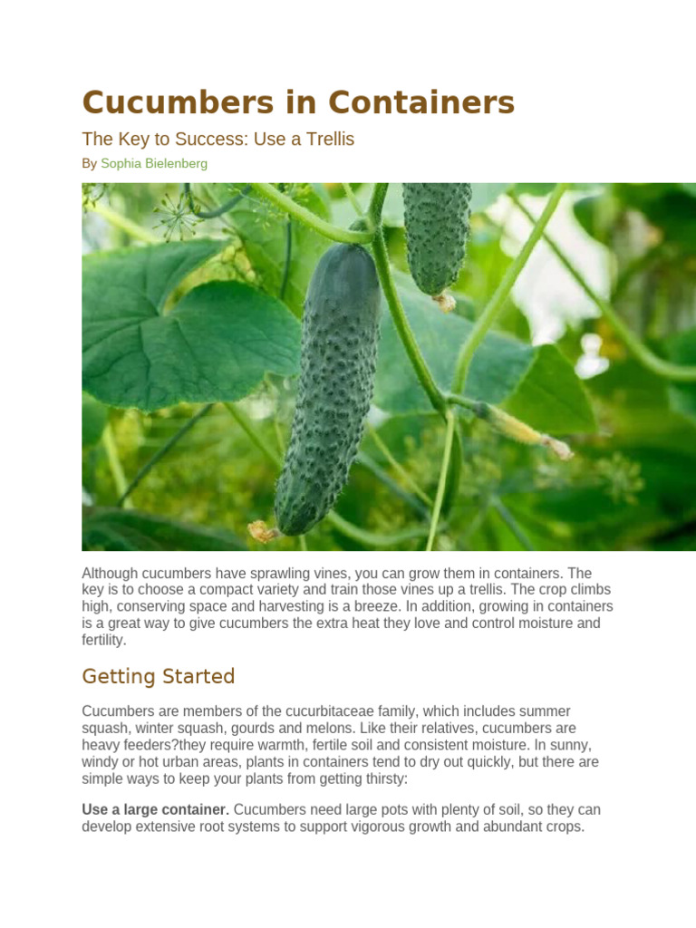 Cucumbers in Containers | PDF | Cucumber | Cucurbita