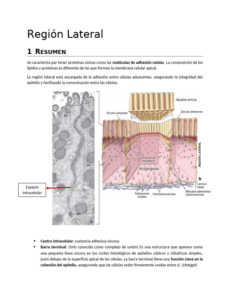 Región Lateral | PDF