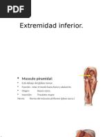 Tabla de M-Sculos Del Miembro Inferior | PDF | Sistema musculoesquelético | Anatomía humana