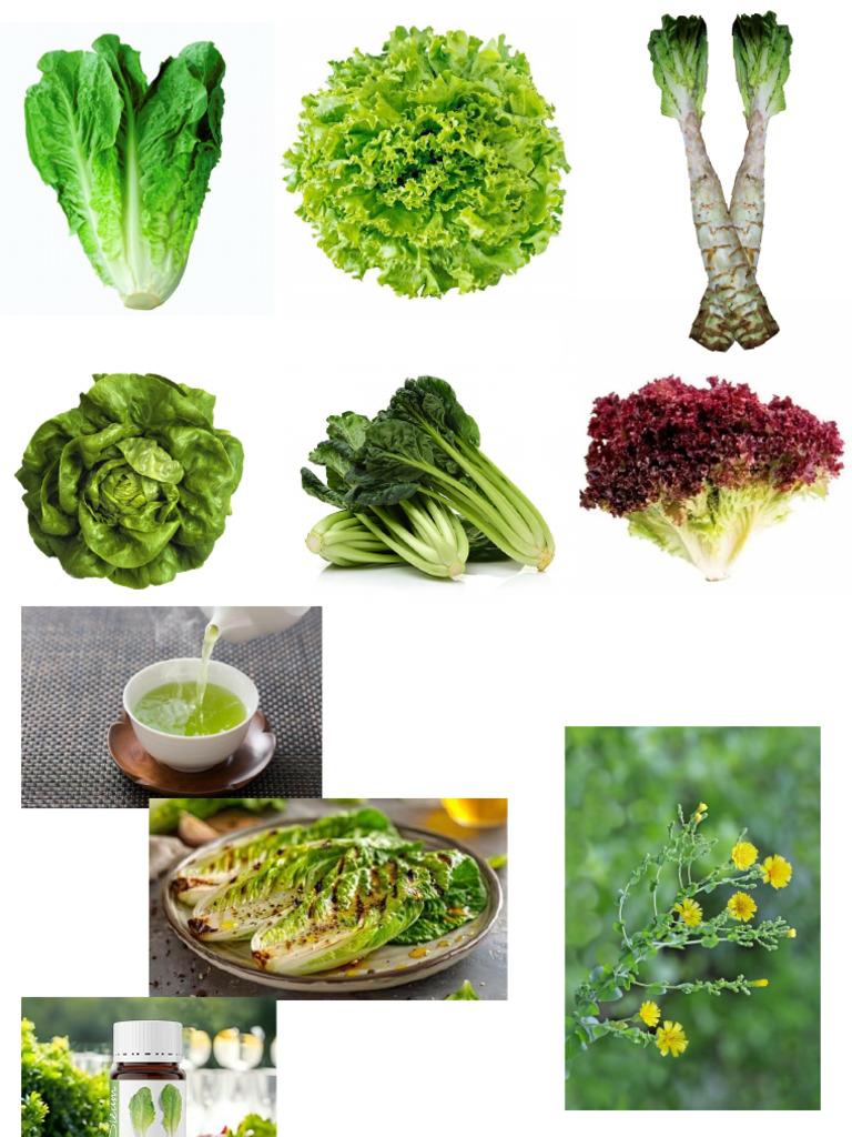 Imprimir Alface | PDF