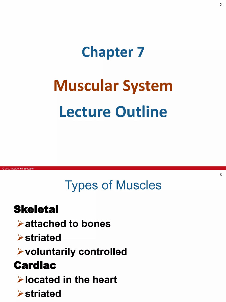 Chap 7 Muscular System Anaphy | PDF