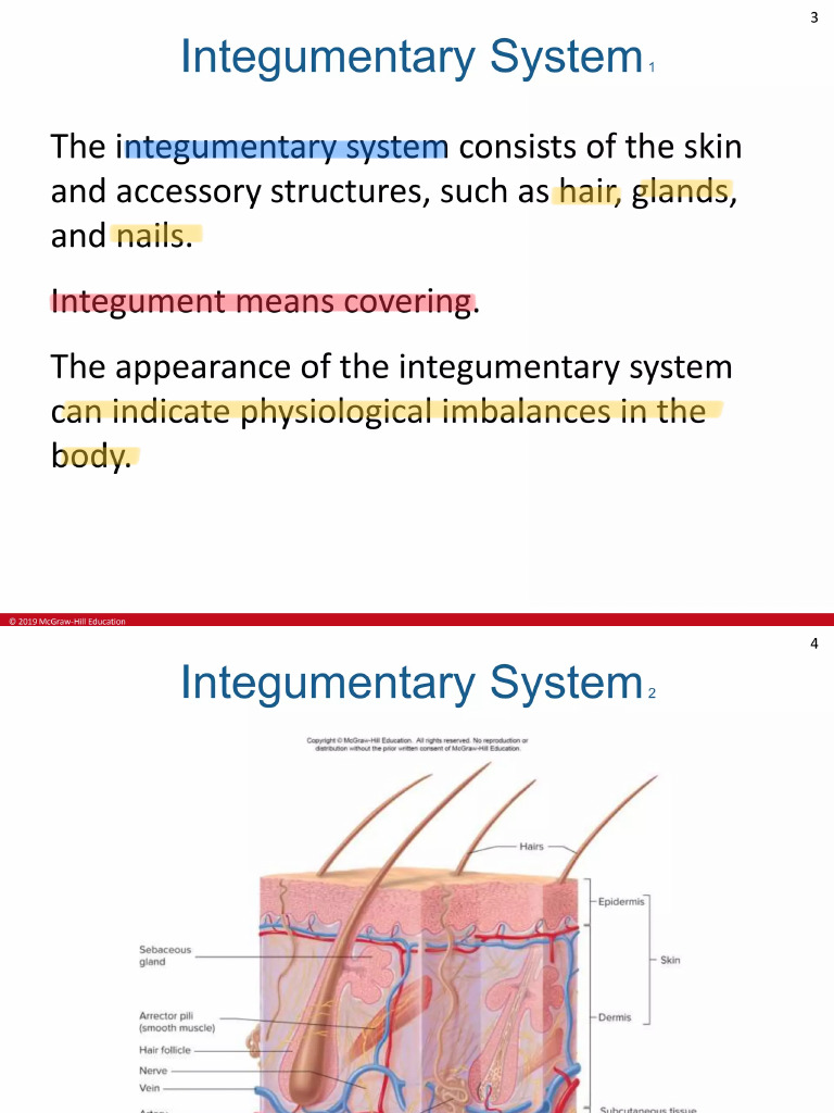 Chapter 5 Integumentary System Anaphy | PDF