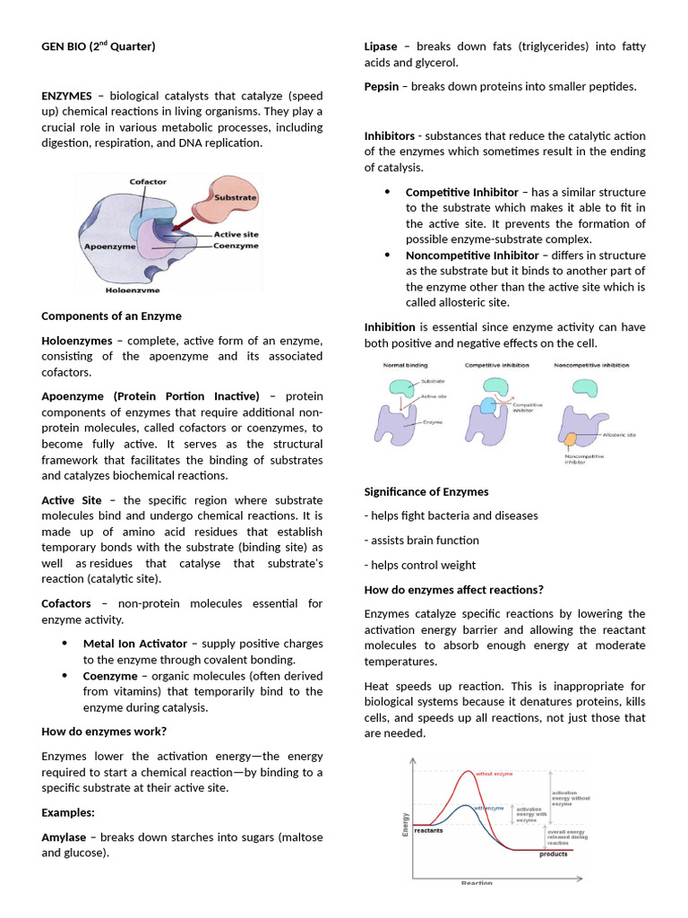 Gen Bio Q2 | PDF | Cellular Respiration | Active Site
