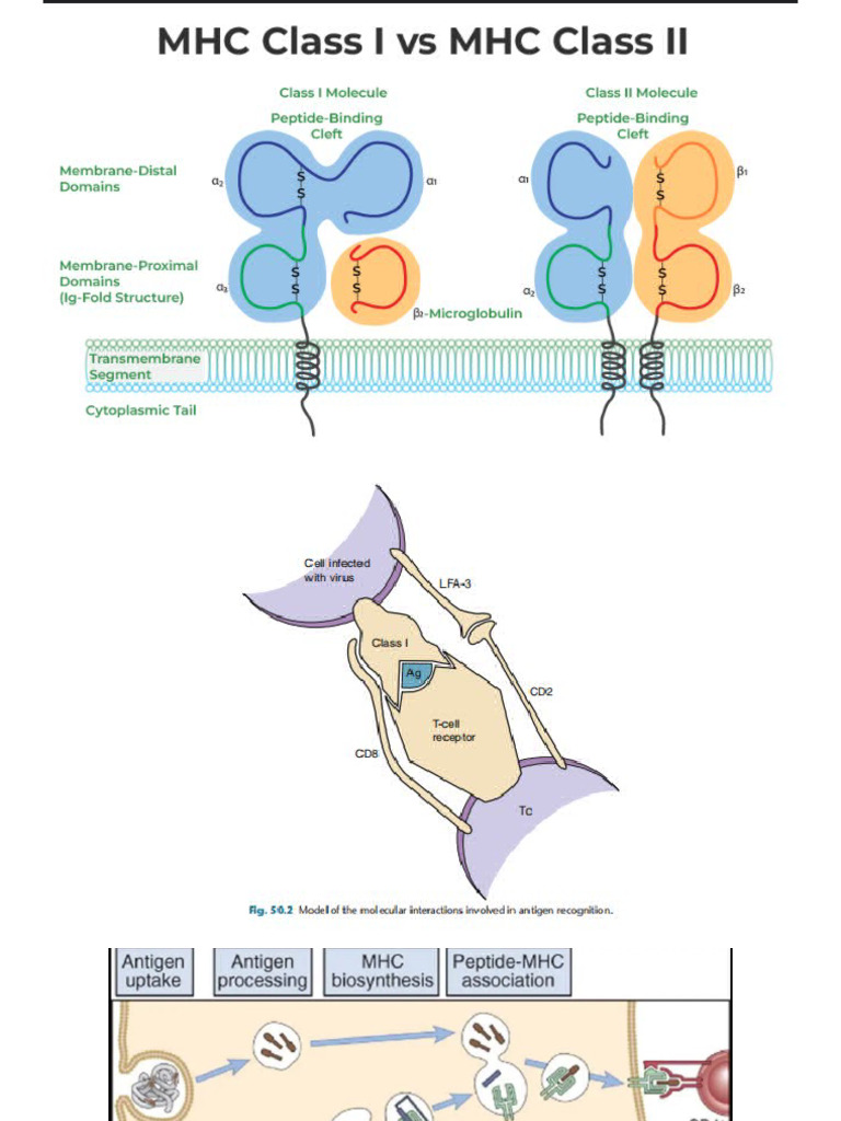 Overview of MHC and Immune System | PDF | Major Histocompatibility ...