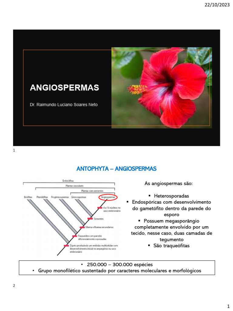 Angiospermas | PDF | Semente | Flores