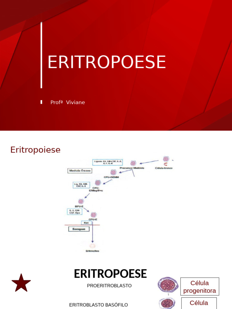 Aula 3 - Eritropoiese 2 | PDF | Hemácia | Ferro