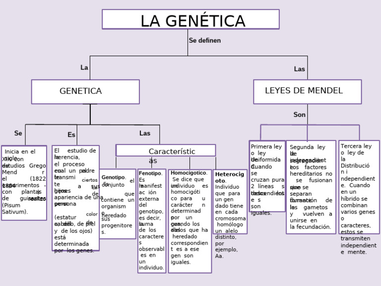 Mapa Conceptual de La Genetica 3 2 | PDF | Biología | Biología evolucionaria