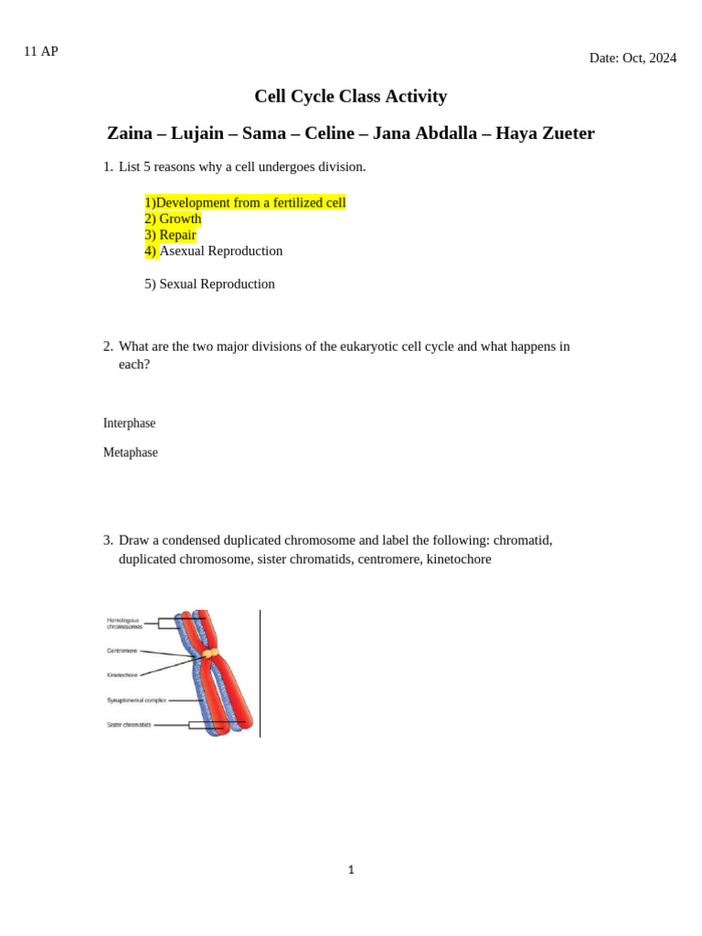 Cell Cycle Class Activity | PDF | Mitosis | Cell Cycle