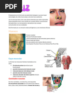 Anatomía y Fisiología de Nariz y Senos Paranasales | PDF | Nariz humana | Otorrinolaringología