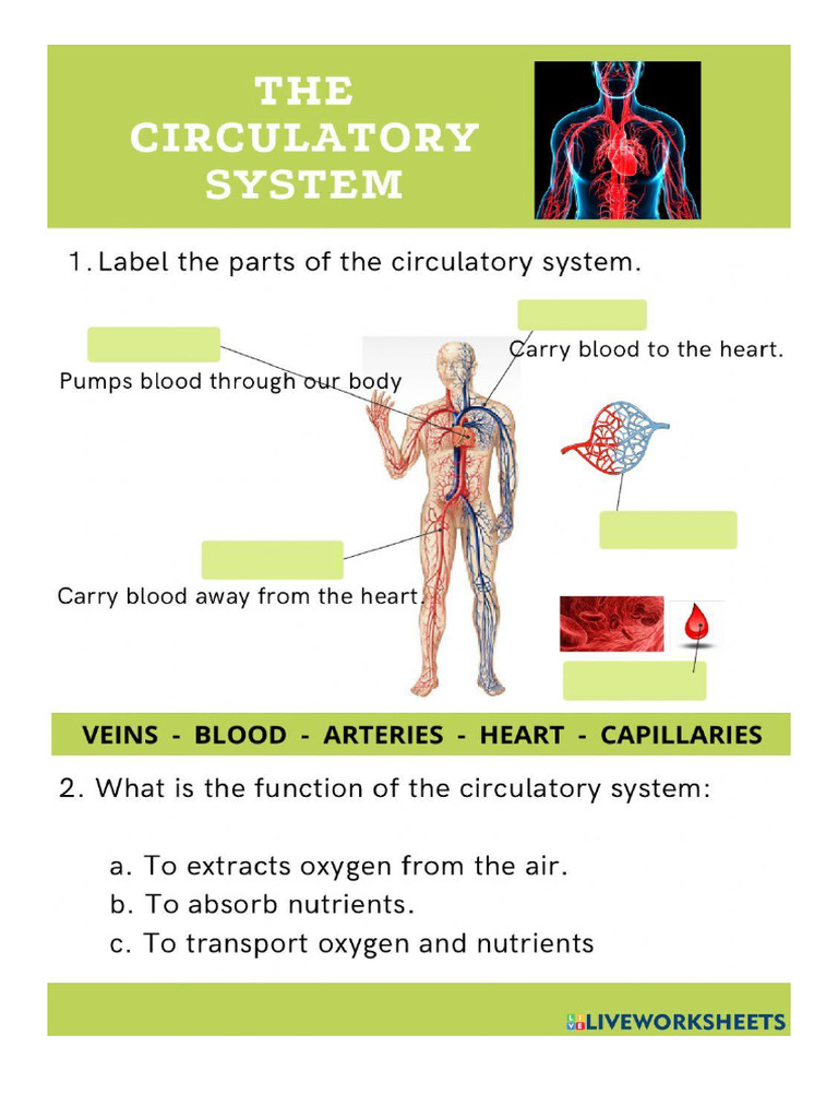 Circulatory System | PDF