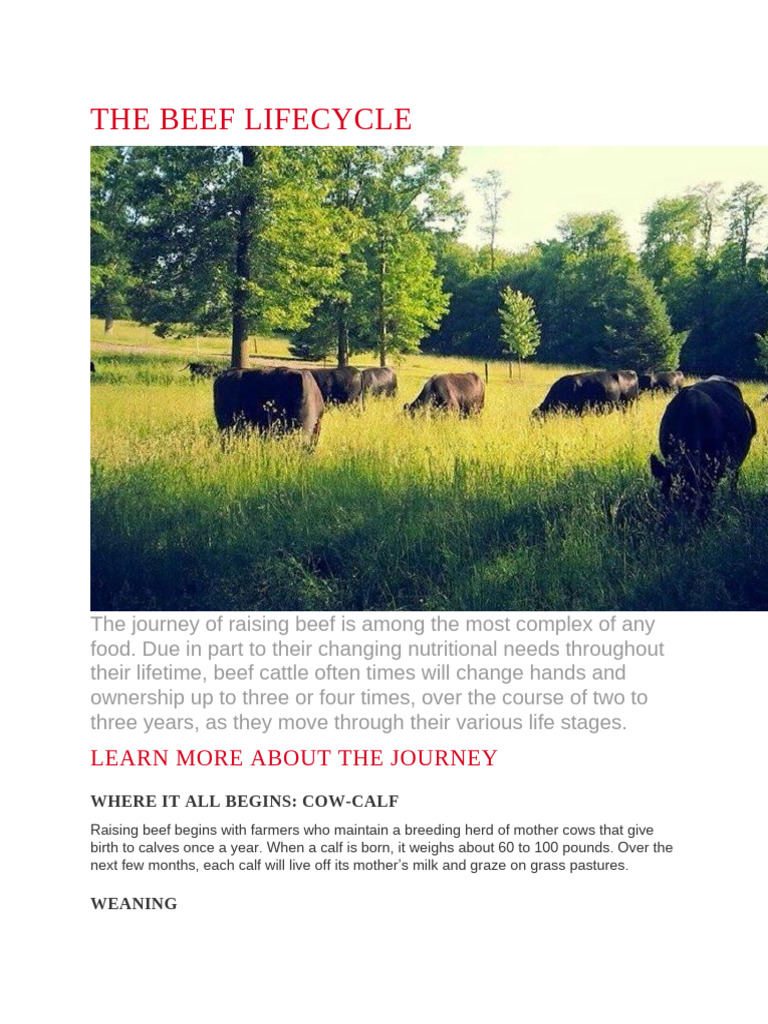 The Beef LifeCycle | PDF | Cattle | Animal Feed