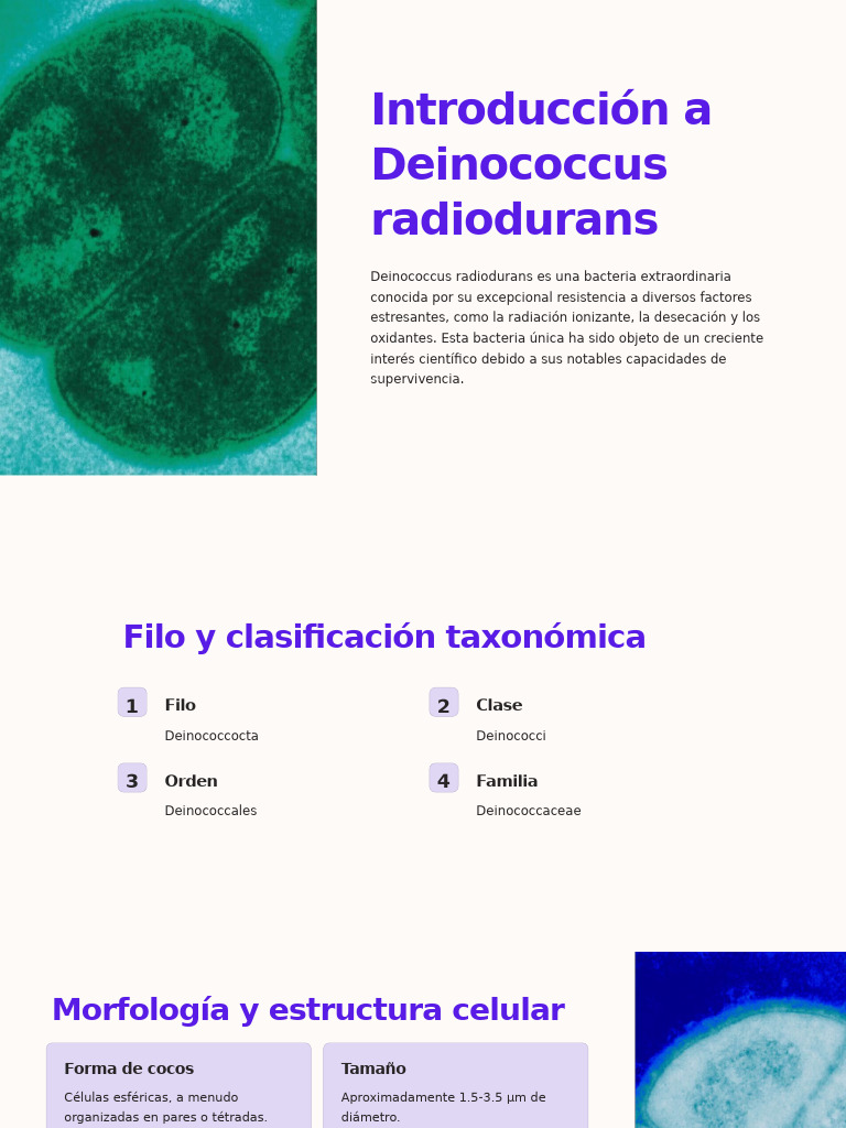 Deinococcus Radiodurans | PDF | Las bacterias | Ciencias de la vida