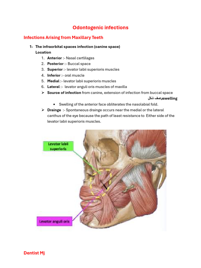 Odontogenic Infection | PDF | Anatomical Terms Of Location | Tongue