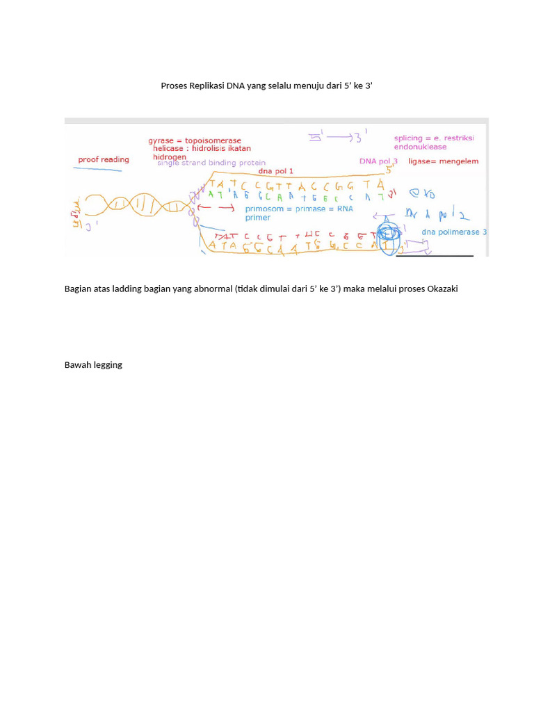 Proses Replikasi DNA Yang Selalu Menuju Dari 5 | PDF