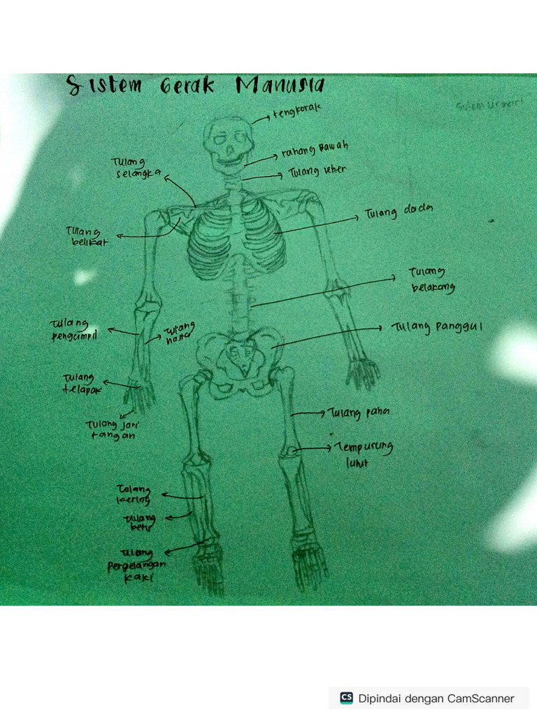 Reska Rahim Sistem Ekskresi Dan Gerak | PDF