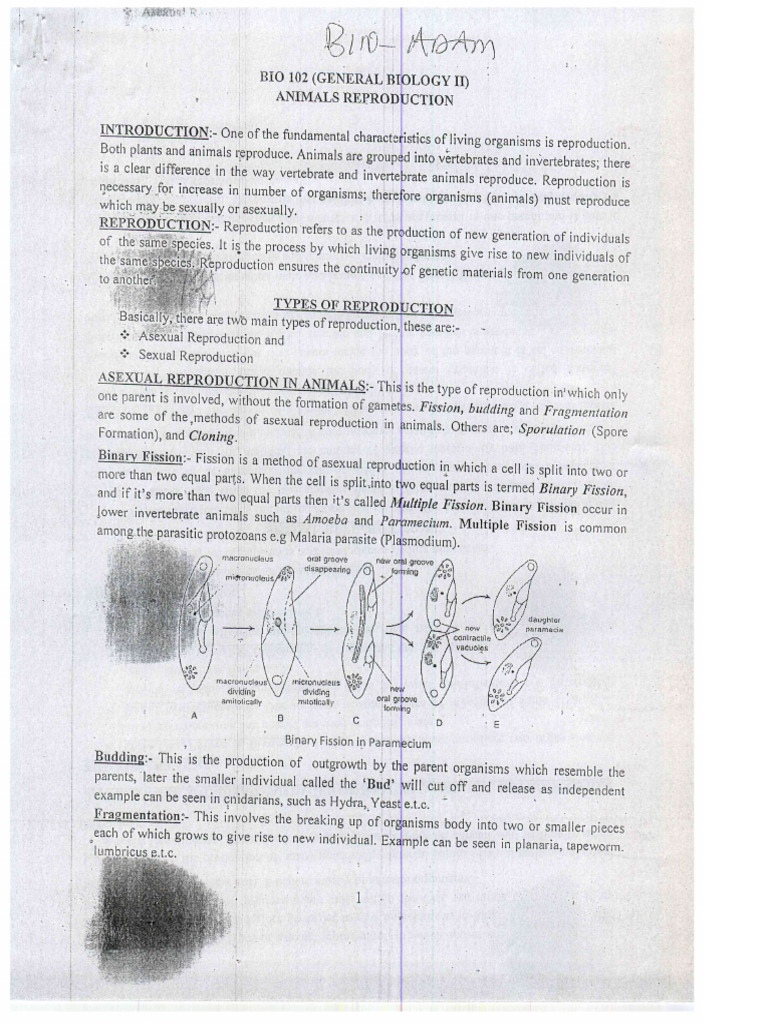 BIO 102 Animal Reproduction-1 | PDF