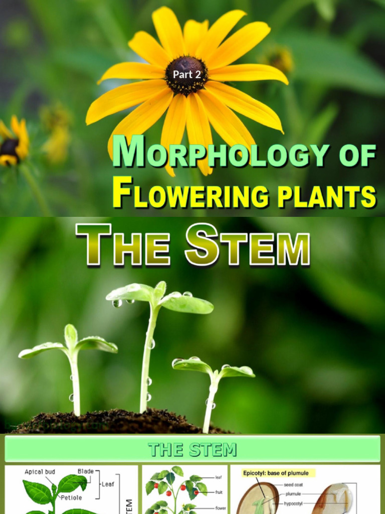 5 Part 2. Morphology of Flowering Plants - Stem | PDF | Social Science ...