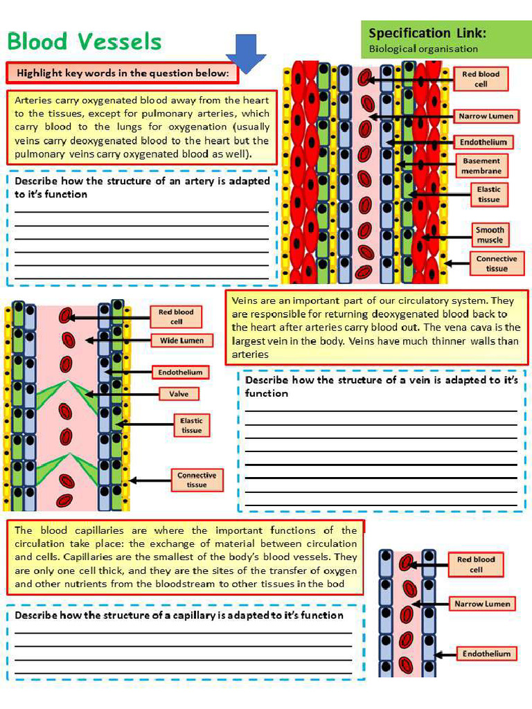 Blood Vessels Practice Exam Question | PDF