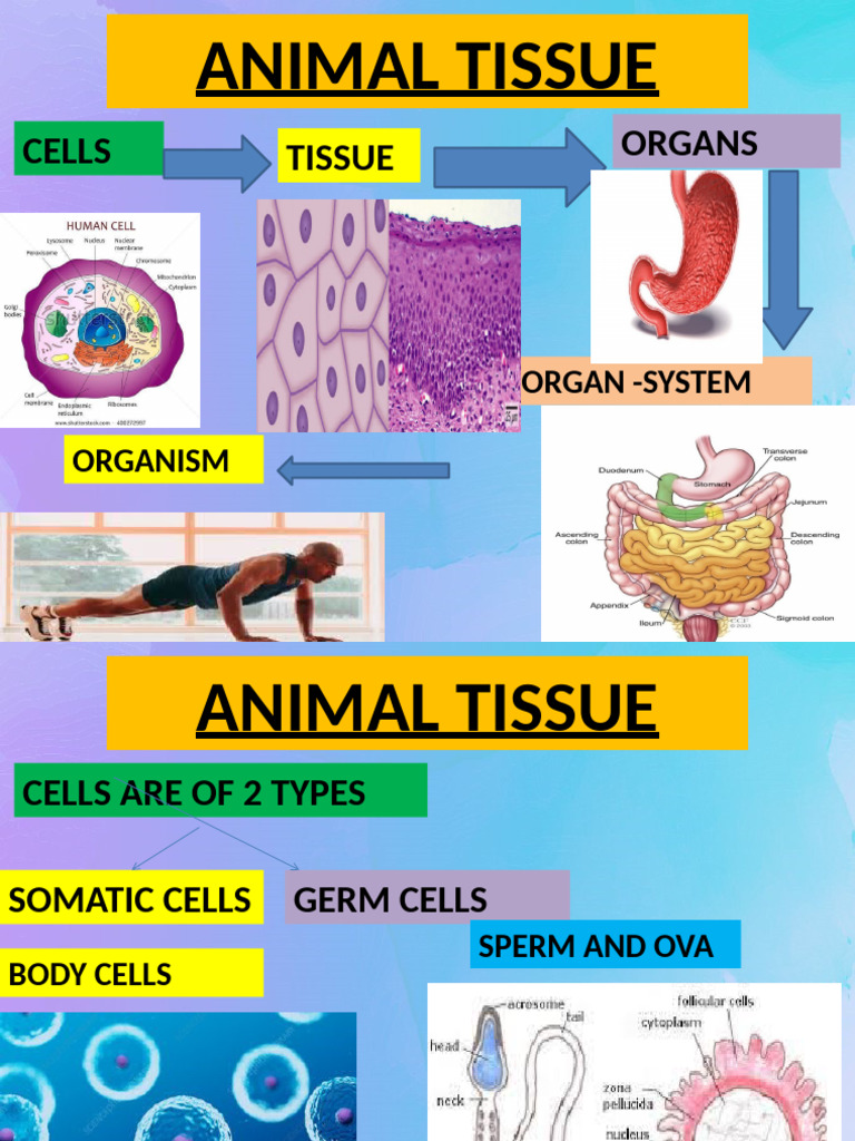 Overview of Animal Tissue Types | PDF | Epithelium | Tissue (Biology)