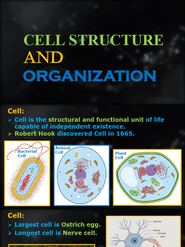 CELL STRUCTURE AND ORGANIZATION Notes | PDF | Endoplasmic Reticulum ...