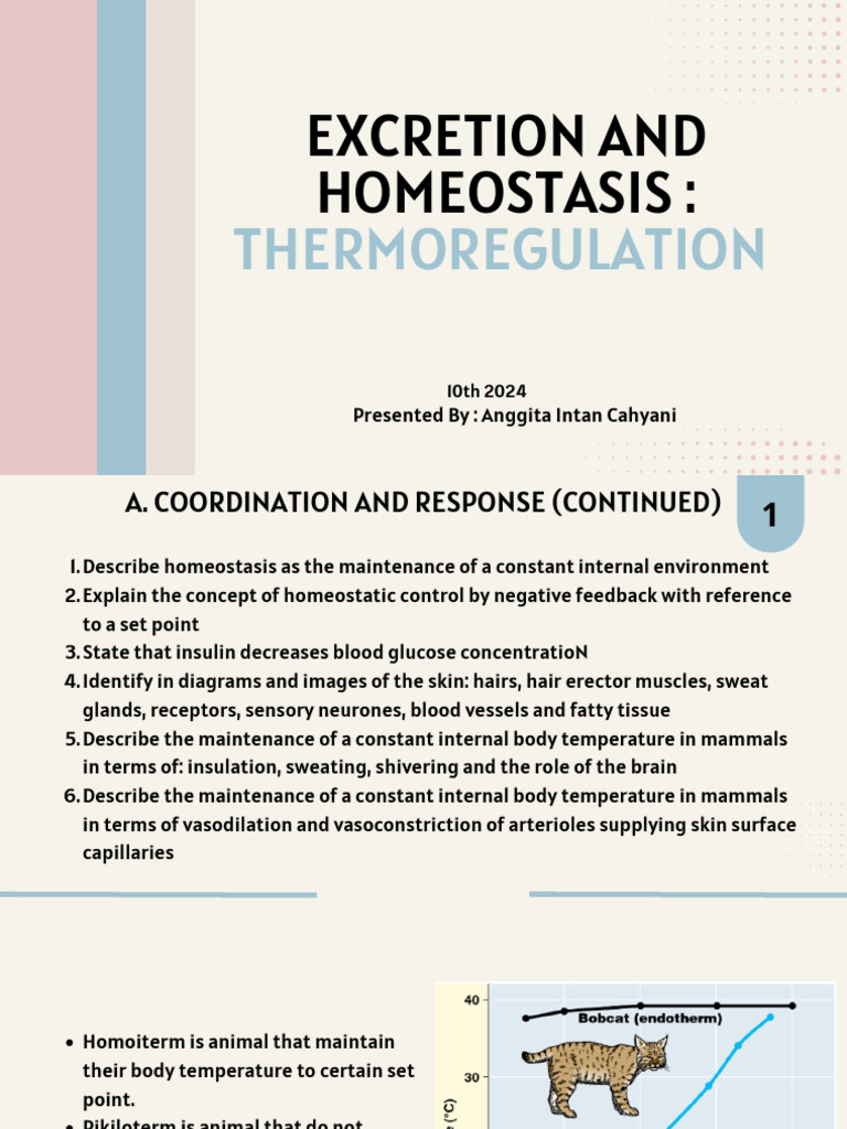 10th HOMEOSTASIS | PDF | Thermoregulation | Homeostasis