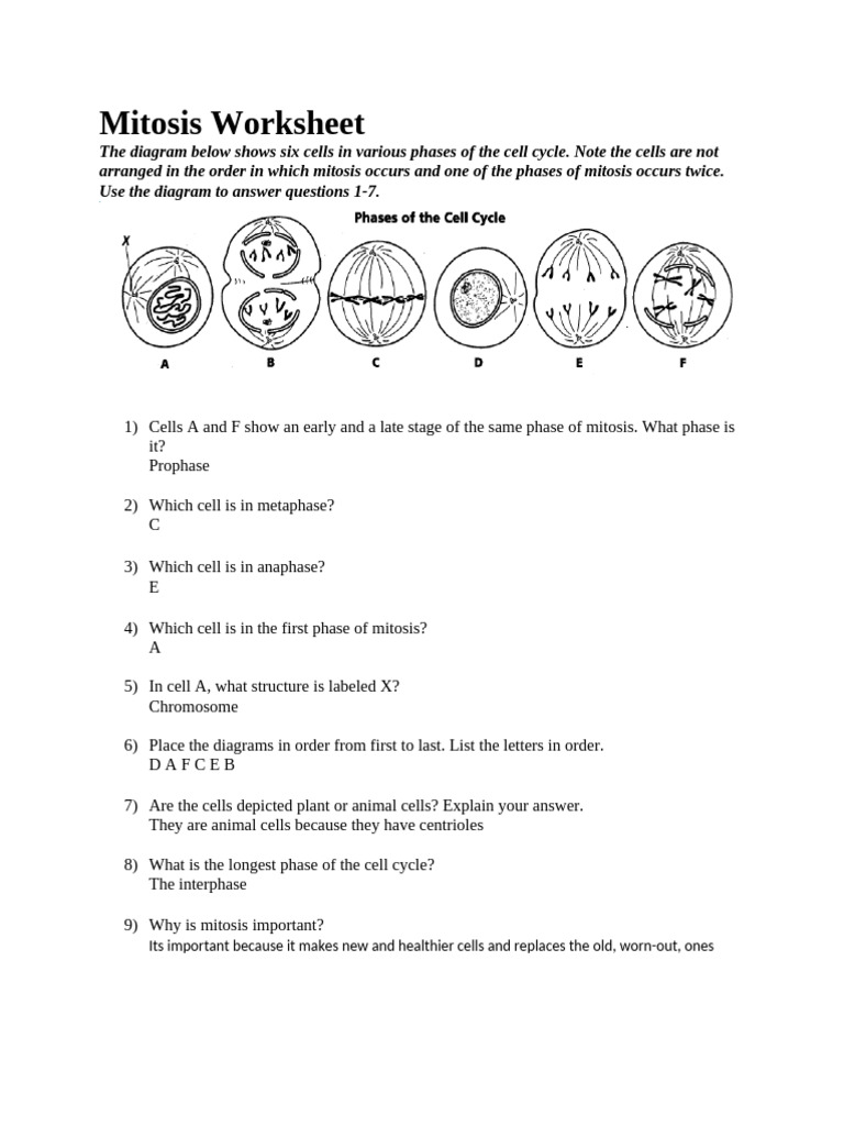 BiologyA 3.23 Mitosis Worksheet | PDF