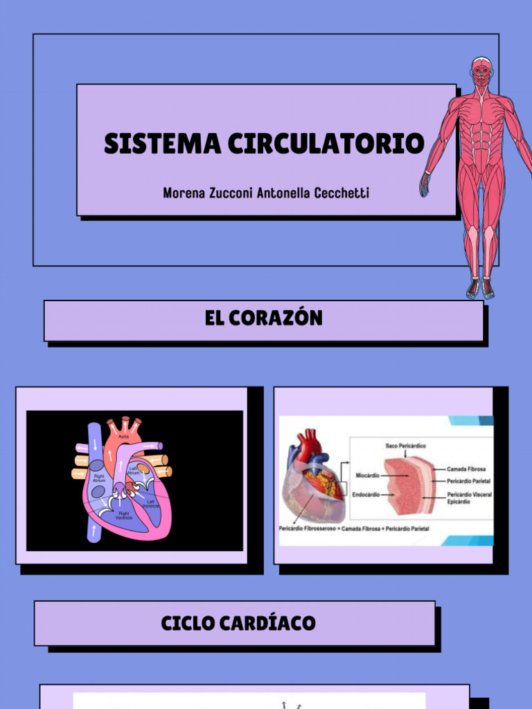 Leccion Sistema Circulatorio | PDF