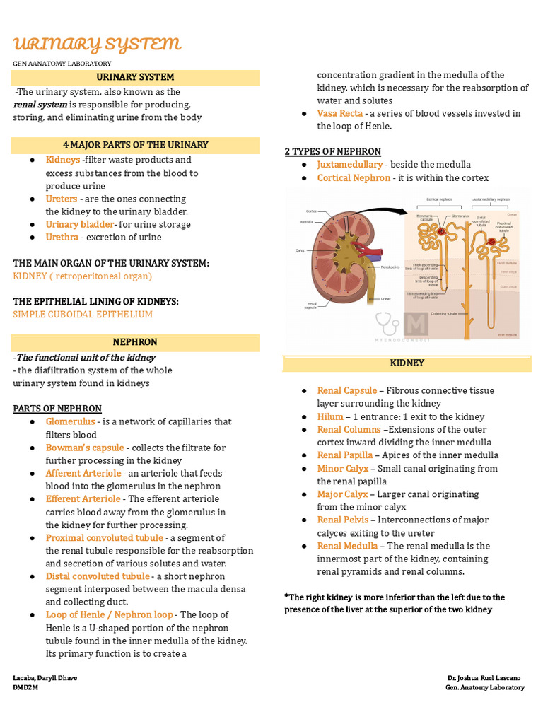 Lacaba - MD POST TASK 2 - Urinary System | PDF | Urinary System | Kidney