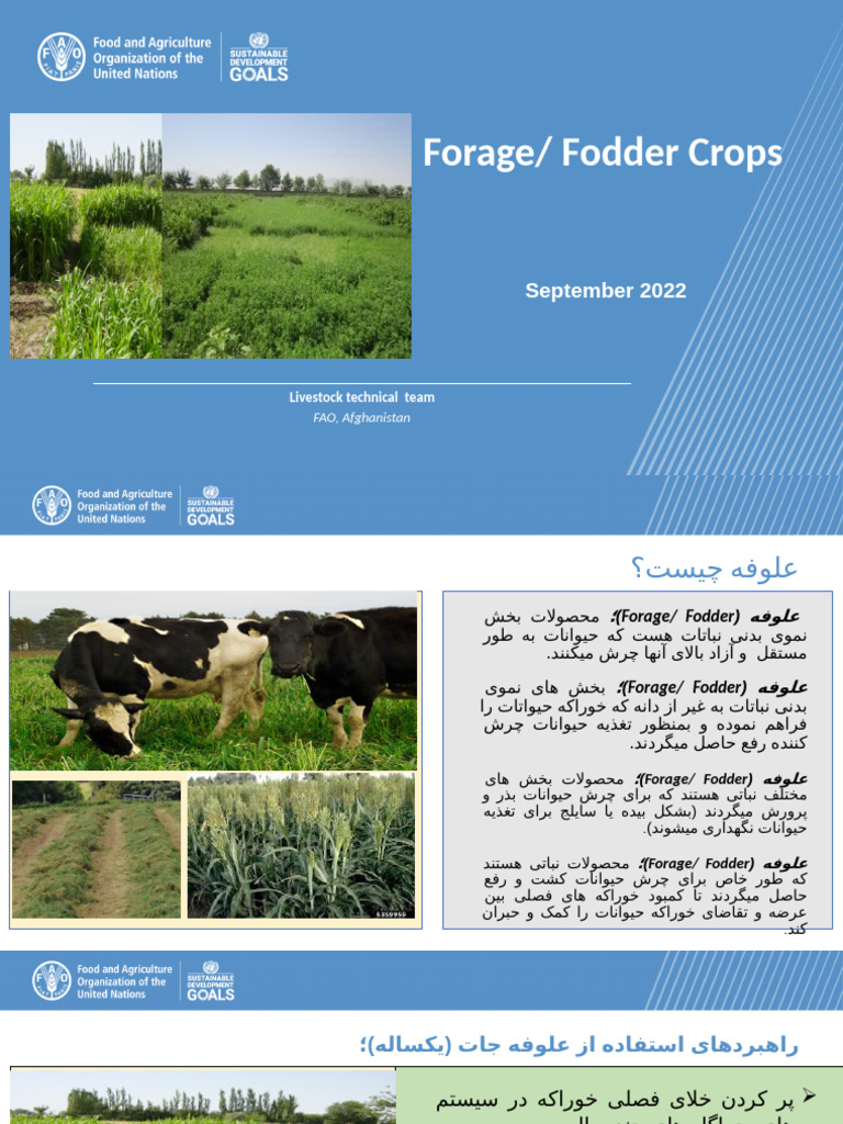 Forag (Fodder) Crops 2022 | PDF