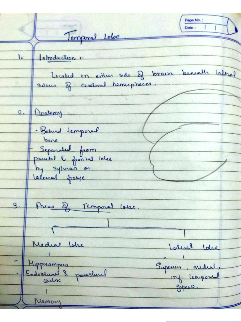Temporal Lobe | PDF