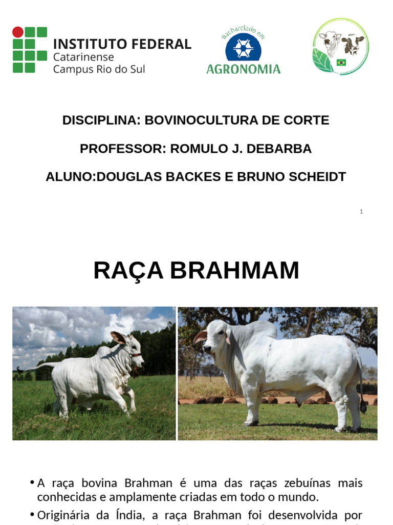 Raça Brahman: História e Características | PDF | Gado