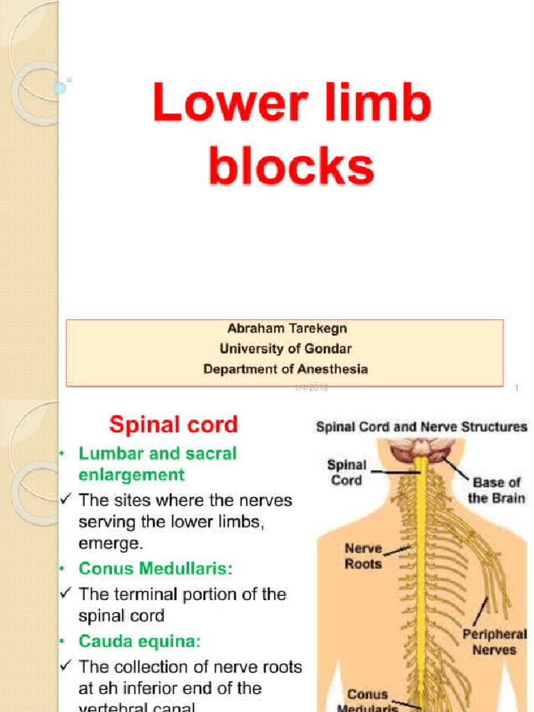 Lower Limb Block 2018 | PDF