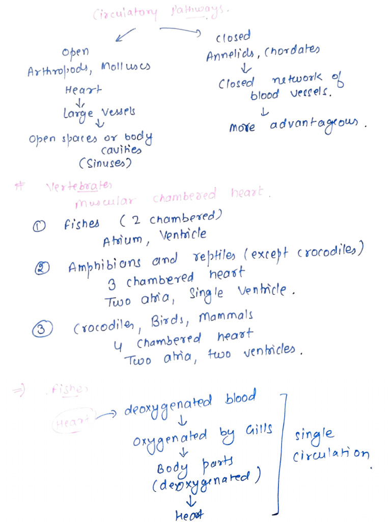 NCERT Circulatory System Notes PDF | PDF | Physiology | Angiology