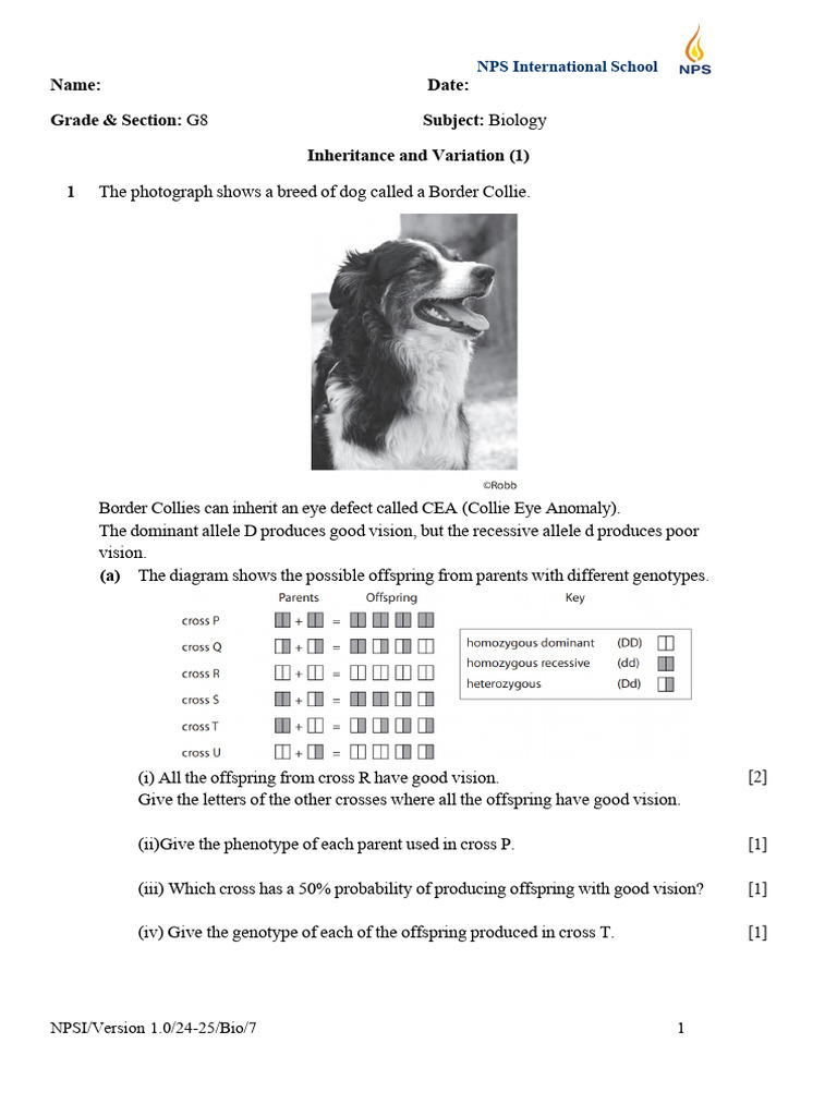 G8 Inheritance & Variation WS1 | PDF | Genotype | Dominance (Genetics)