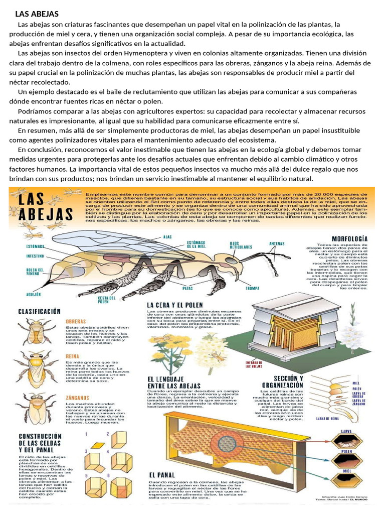 Las Abejas | PDF