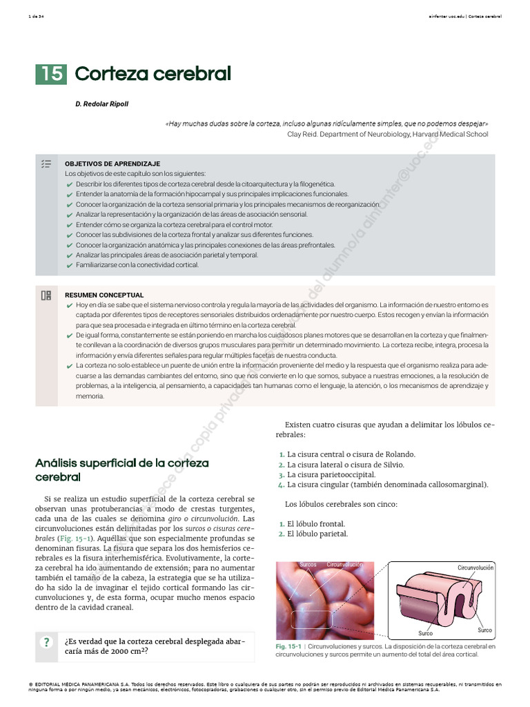 Anatomía y funciones de la corteza cerebral | PDF | Lóbulo temporal ...