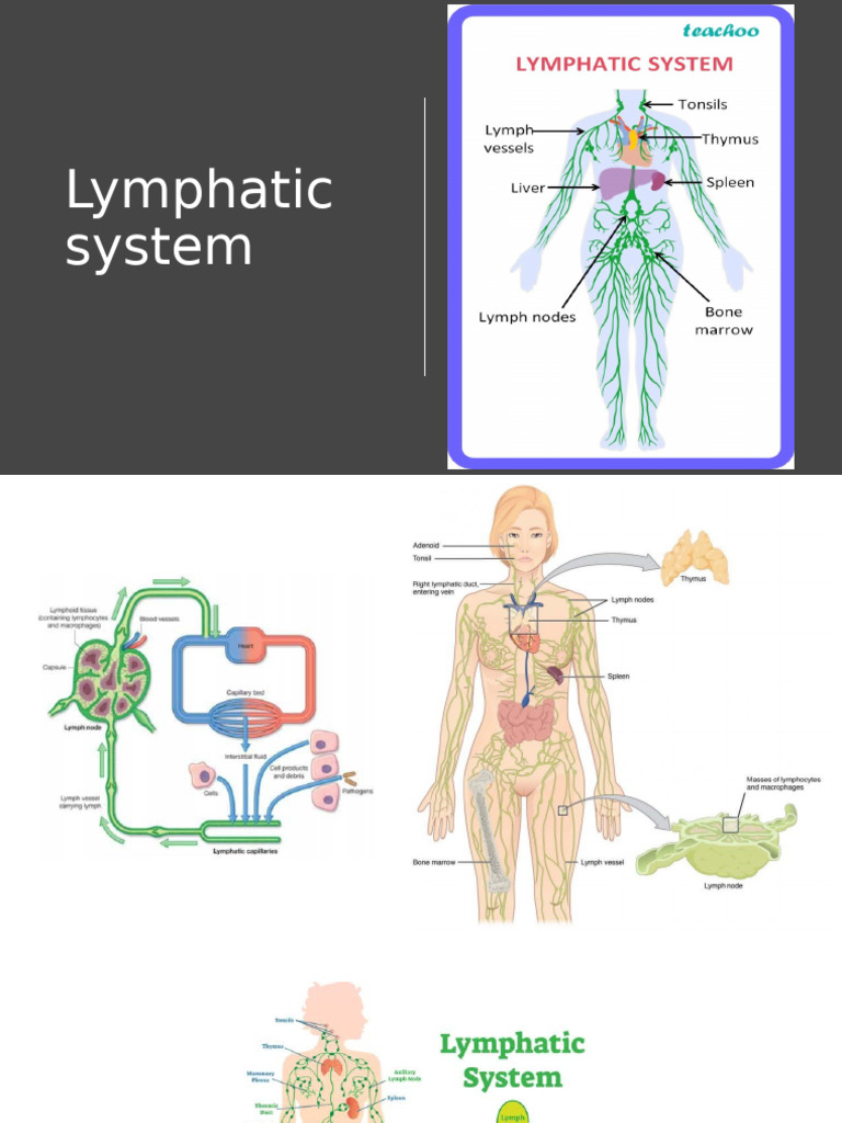 Lymphatic System Anatomical Relations | PDF