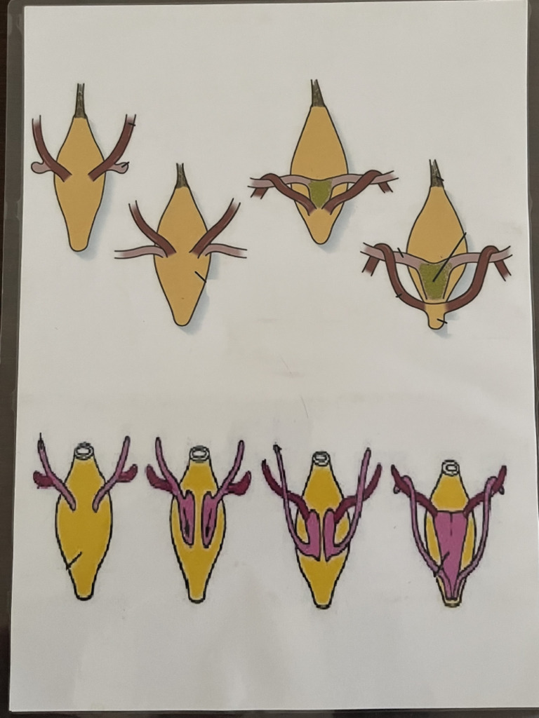 Embryology Charts | PDF
