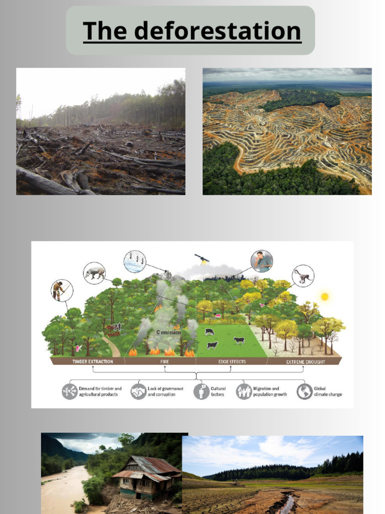 The Deforestation | PDF