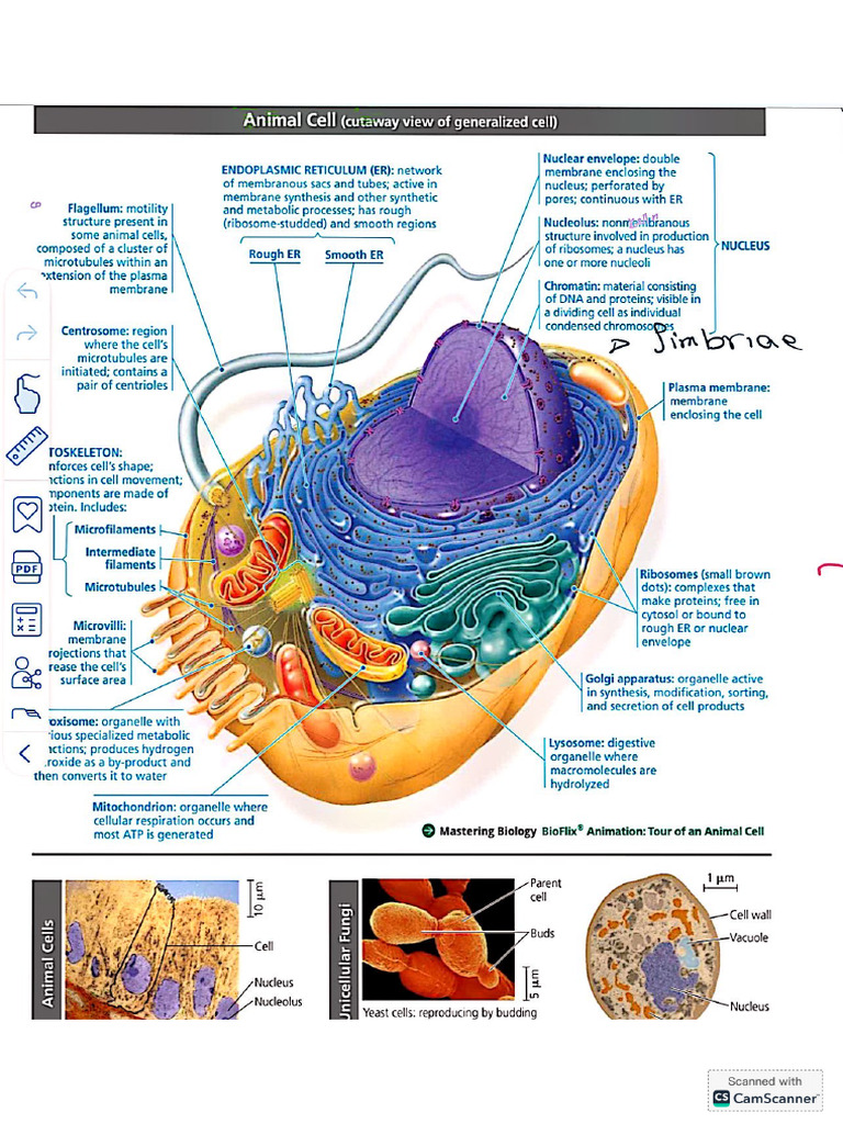 PDF Cell Structure | PDF