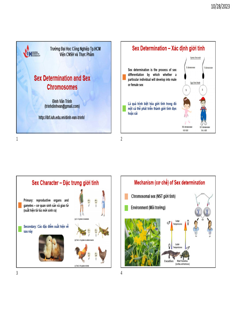 Chapter 3 - X Chromosome | PDF