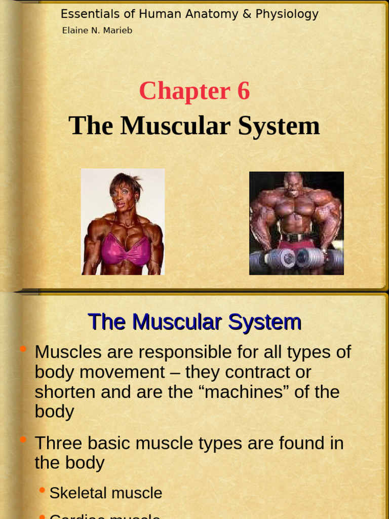 The-Muscular-System | PDF | Anatomical Terms Of Motion | Muscle Contraction